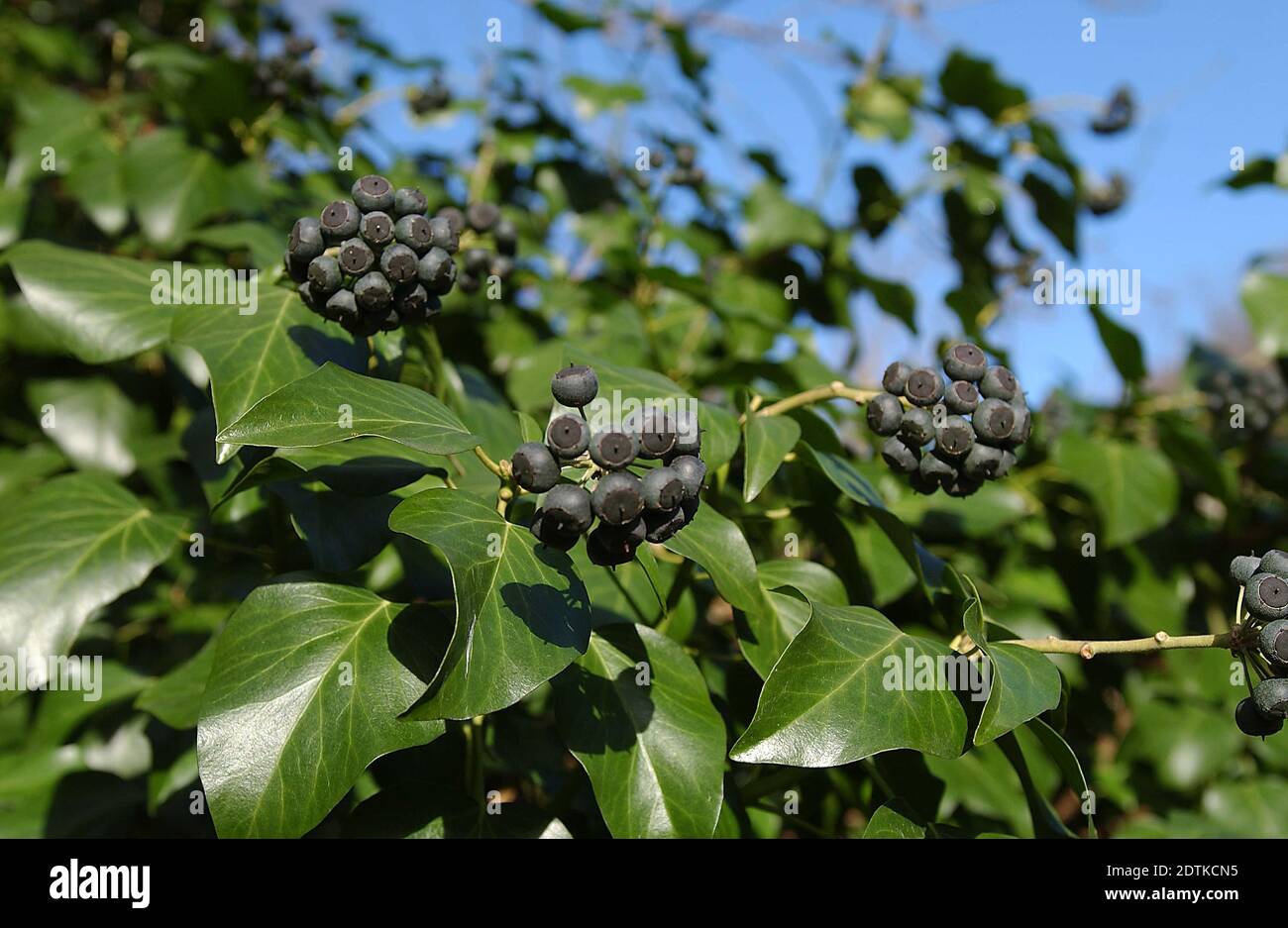 Ivy, hedera helix, Branch with Fruits Stock Photo - Alamy