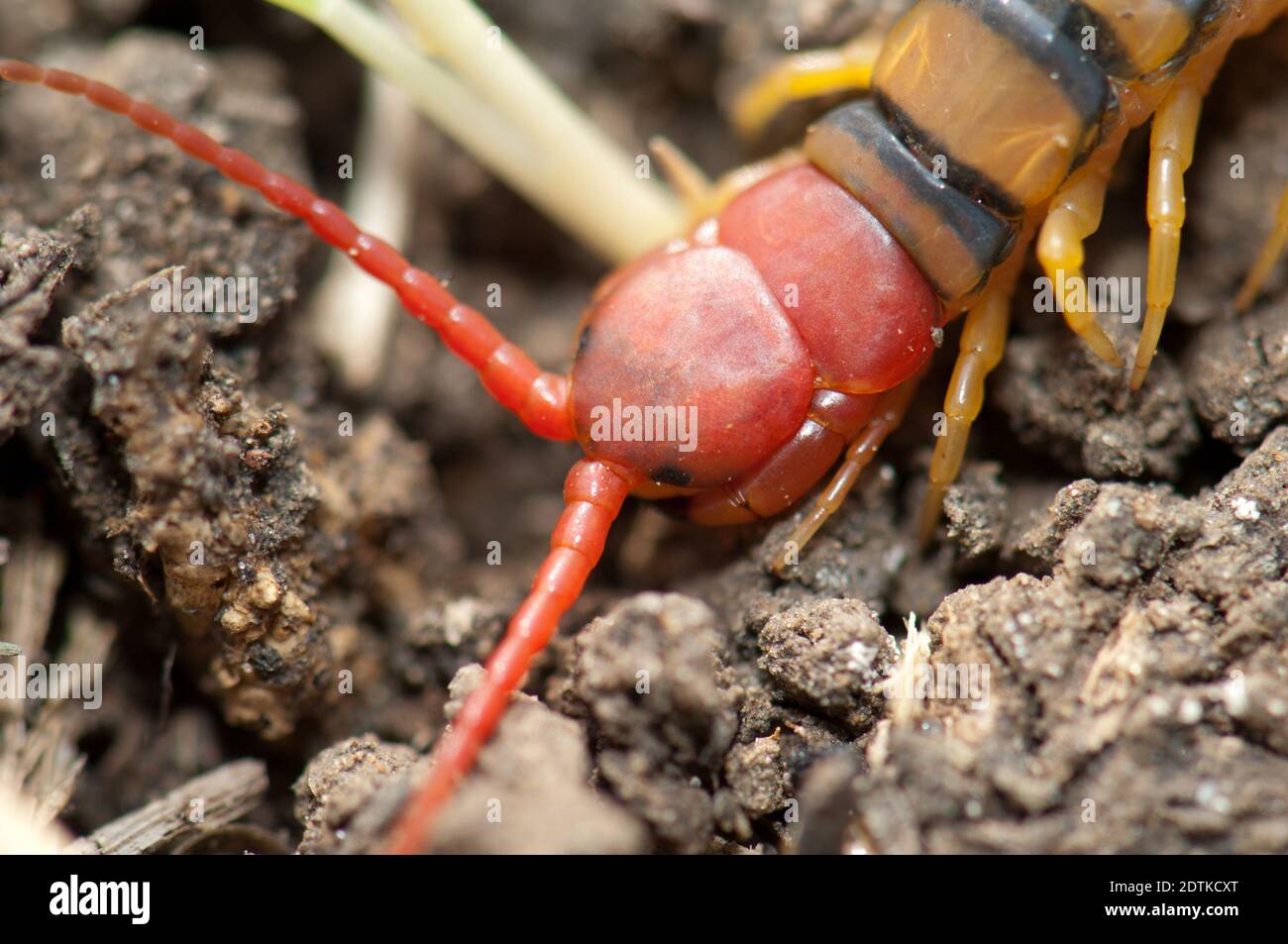 Centipede Scolopendra sp. on the ground. Keoladeo Ghana National Park ...