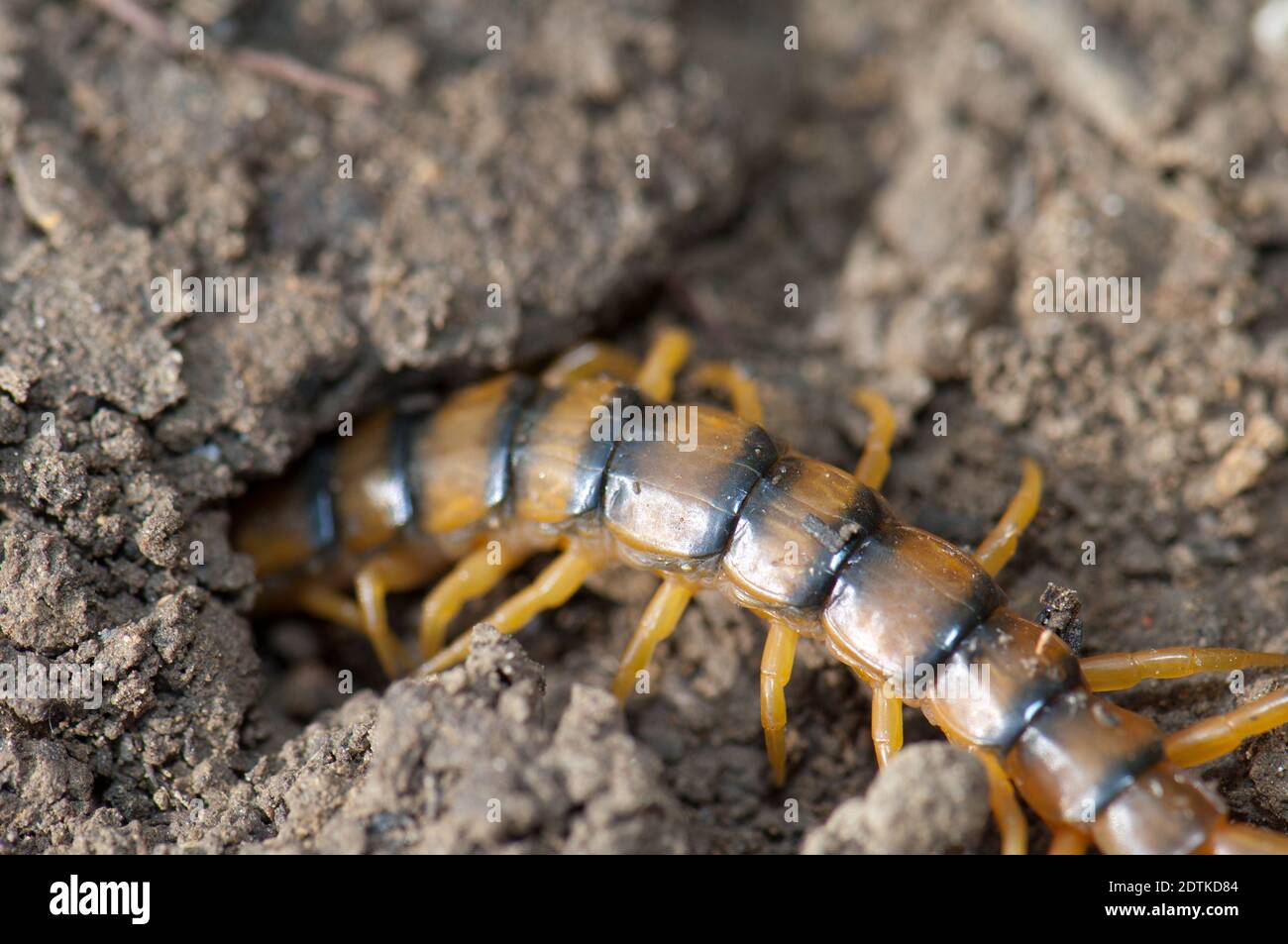 Centipede Scolopendra sp hiding underground. Keoladeo Ghana National ...