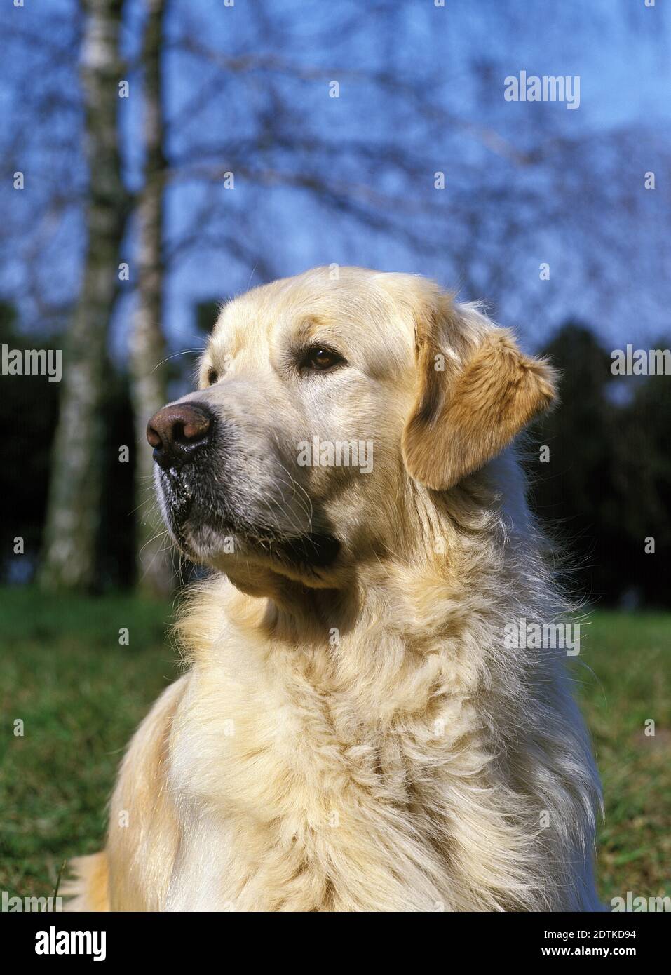 Golden Retriever, Portrait of Dog Stock Photo - Alamy