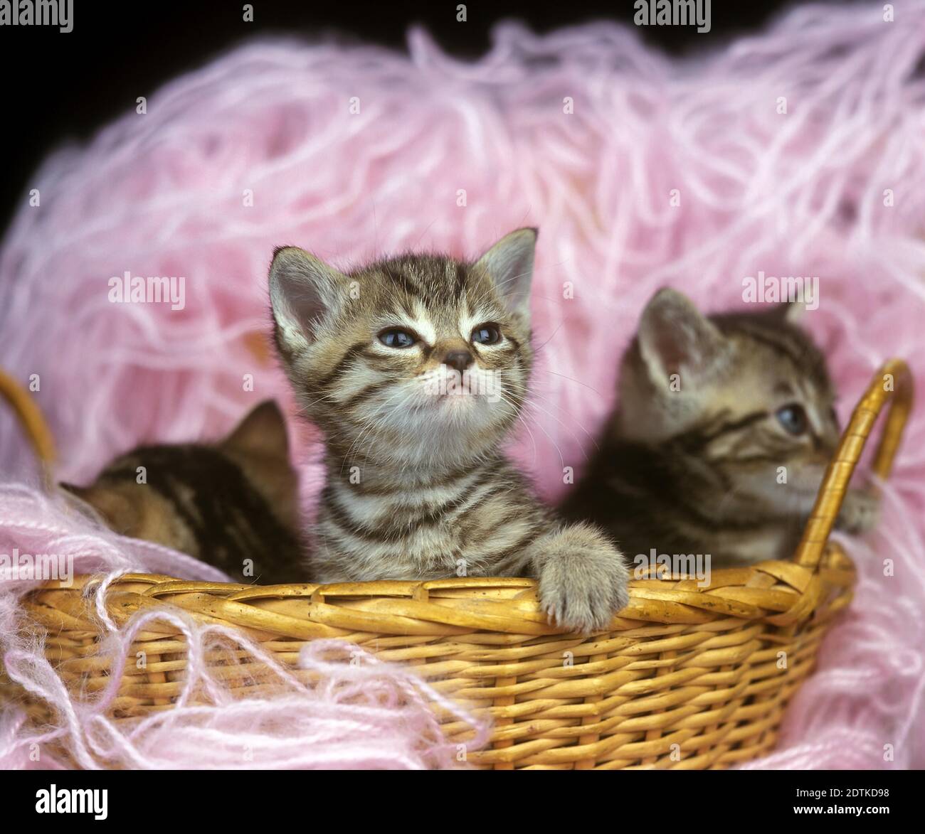 Tabby kittens in wool basket hi-res stock photography and images - Alamy