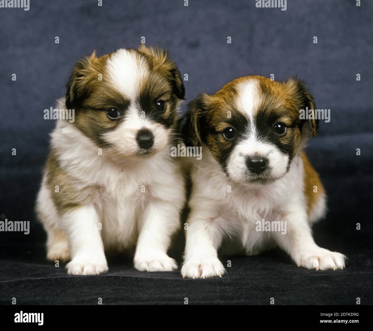 Phalene Dog or Continental Toy Spaniel, Pup sitting Stock Photo - Alamy