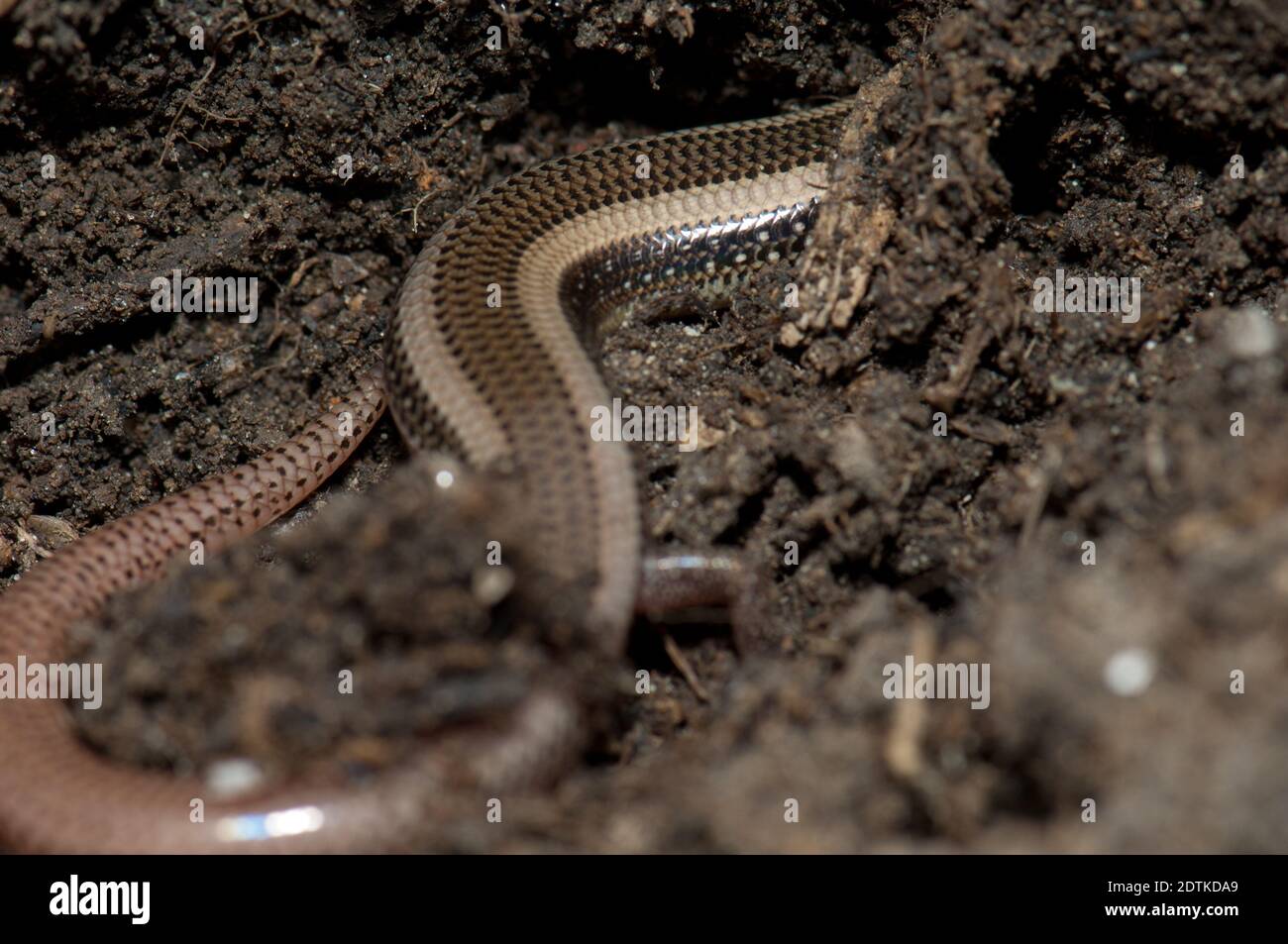 Body and tail of bronze grass skink Eutropis macularia. Keoladeo Ghana ...