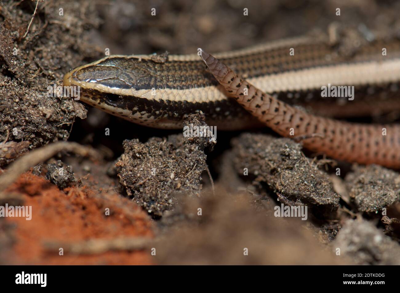 Bronze grass skink Eutropis macularia. Keoladeo Ghana National Park ...