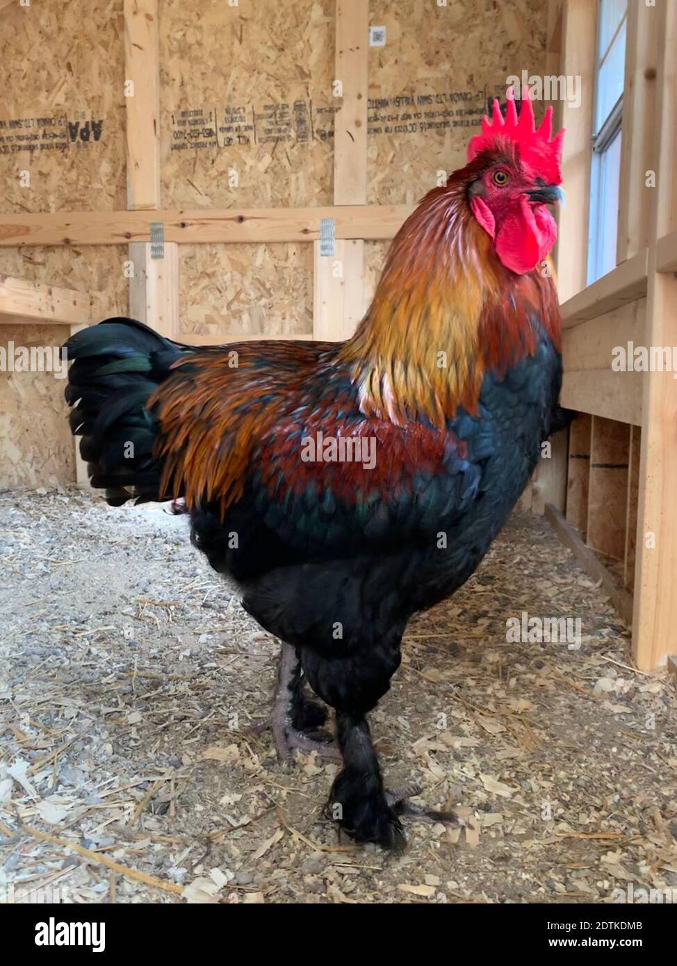 French Black Copper Maran Rooster