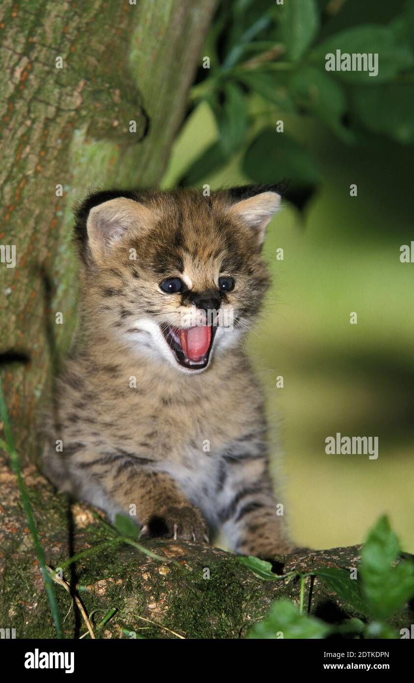 Serval, leptailurus serval, Cub calling Stock Photo - Alamy