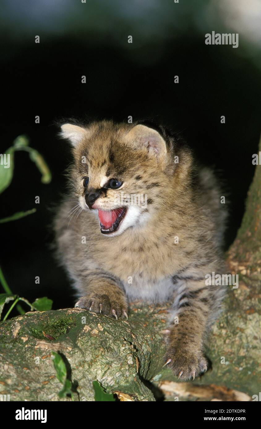 Serval, leptailurus serval, Cub calling for Mother Stock Photo - Alamy