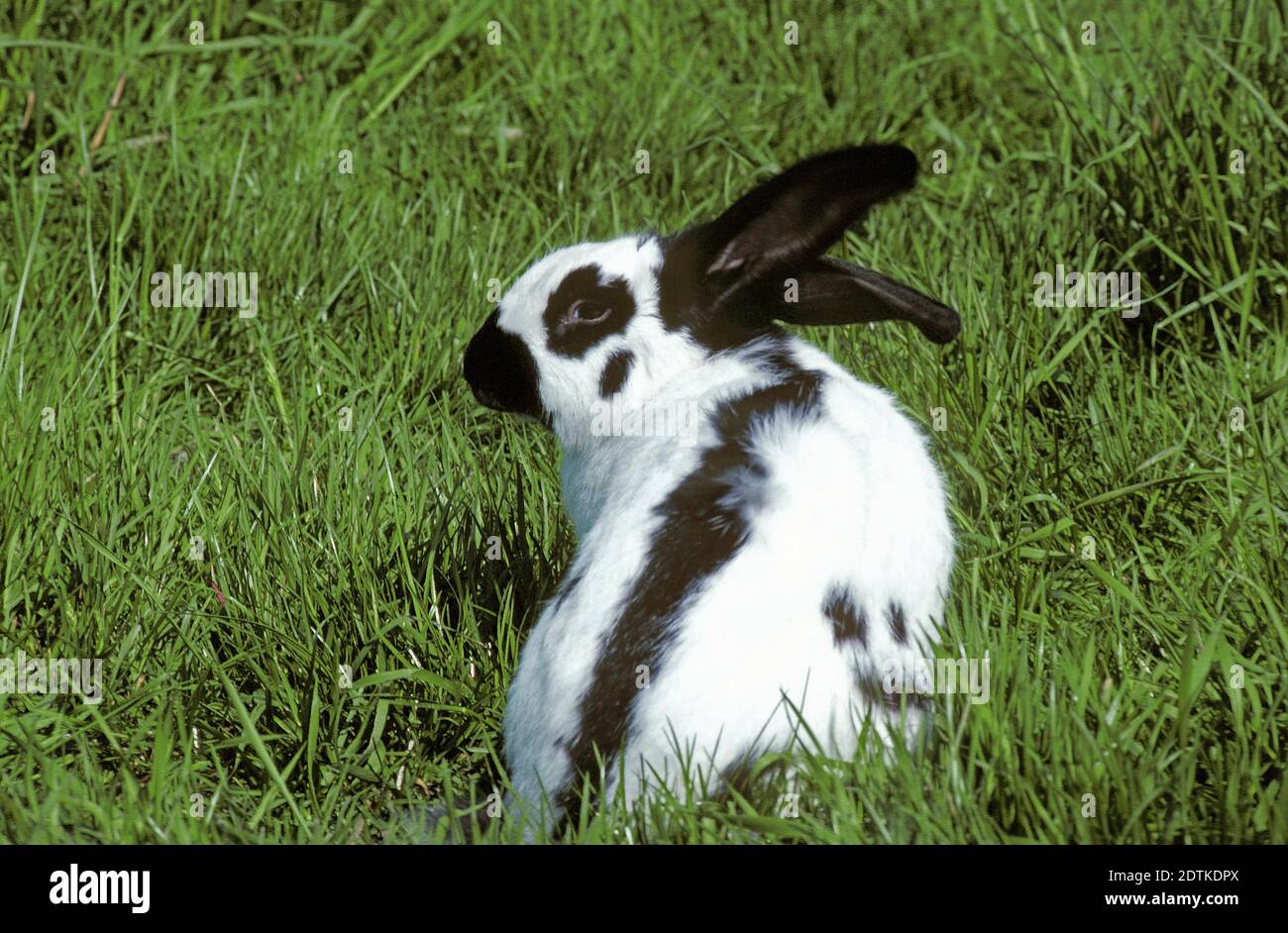 French Domestic Rabbit called Geant Papillon Francais Stock Photo - Alamy