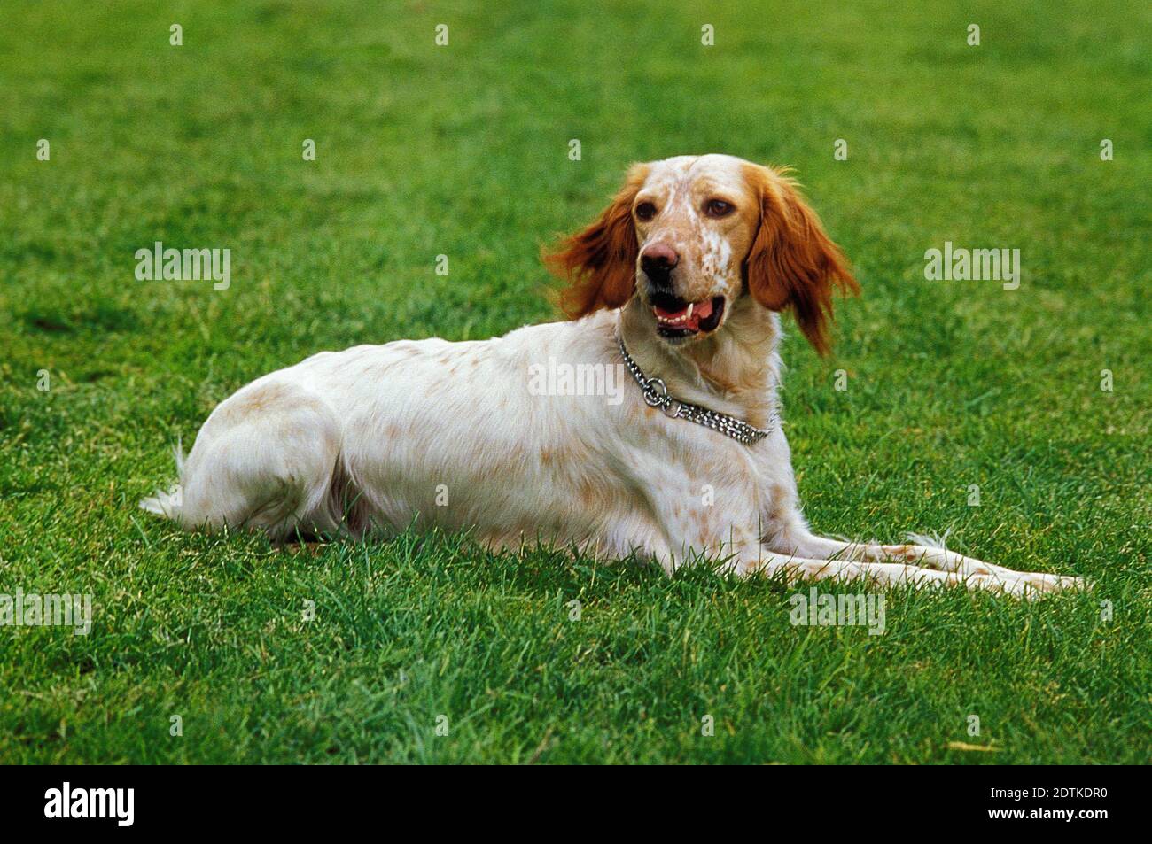 English Setter Dog standing on Grass Stock Photo - Alamy