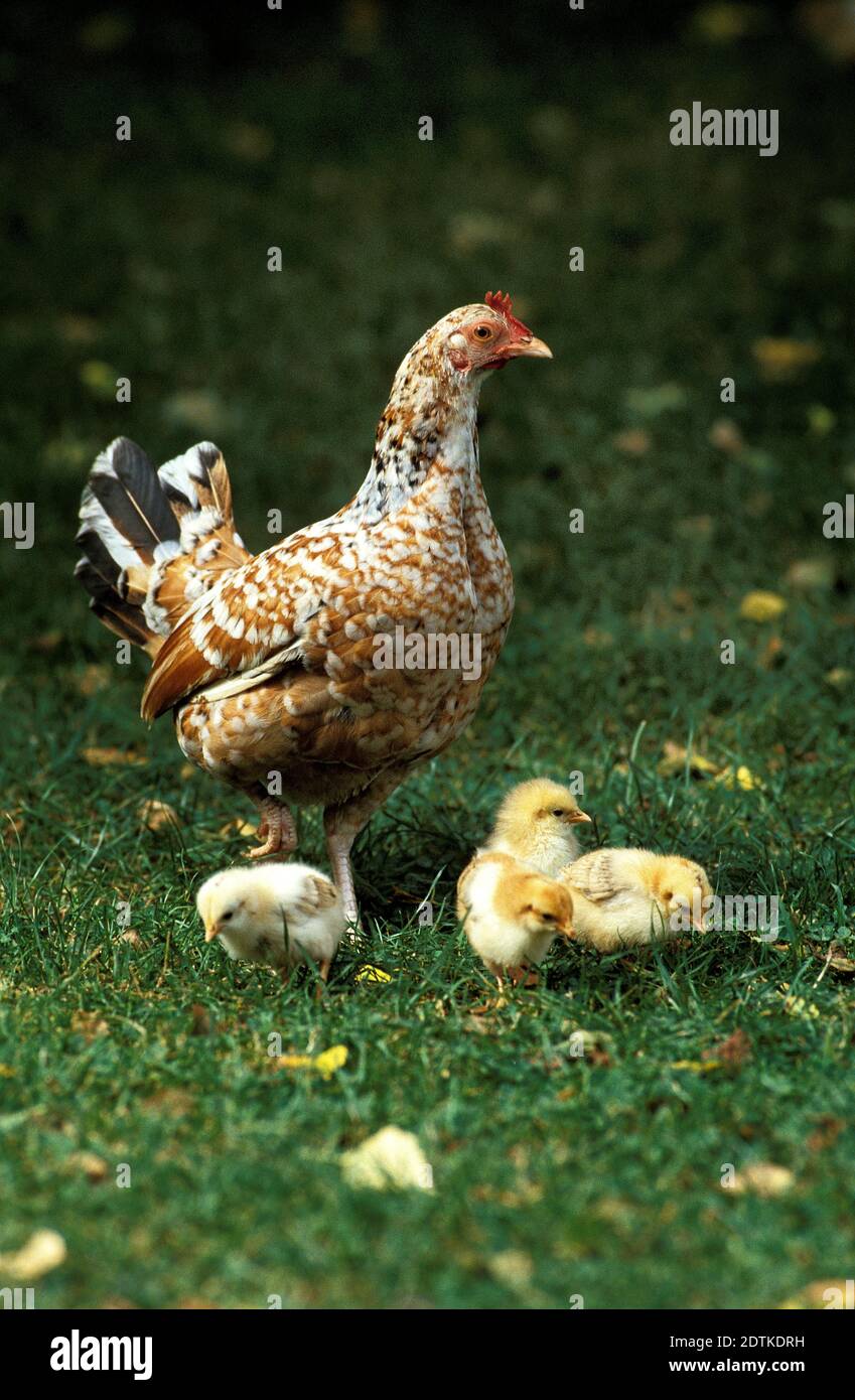 Domestic Chicken, Hen and Chicks Stock Photo - Alamy
