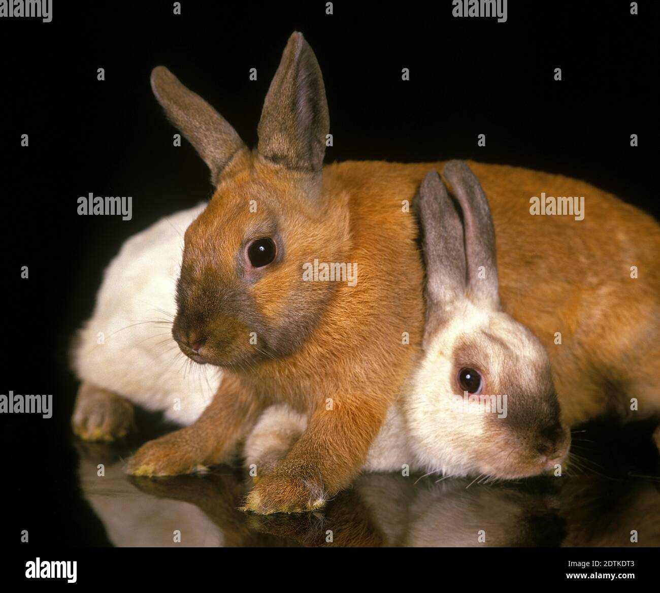 Dwarf Rabbits against Black Background Stock Photo - Alamy