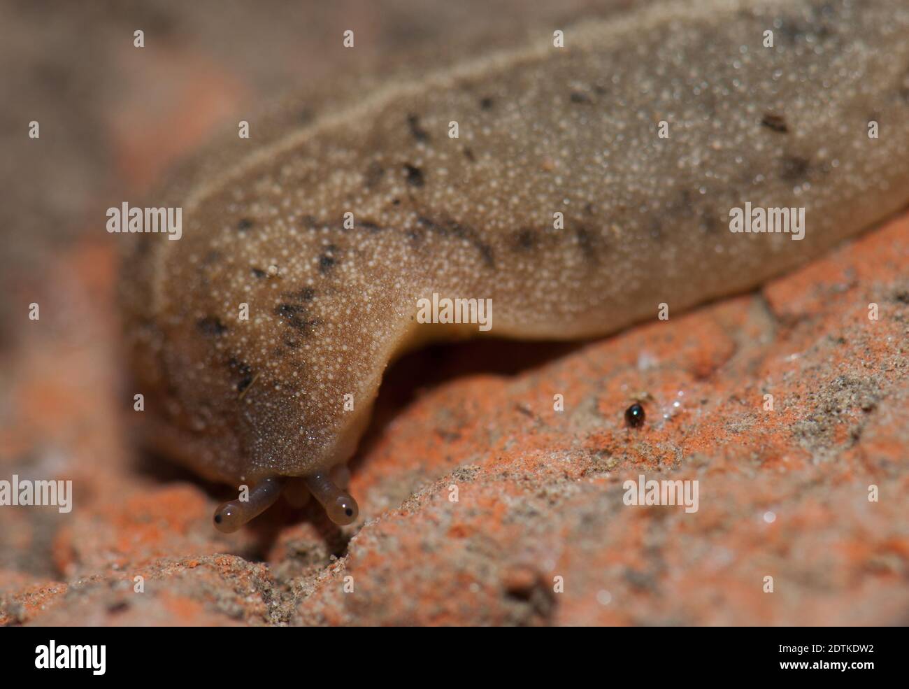 Leatherleaf slug Veronicellidae on the ground. Keoladeo Ghana National ...