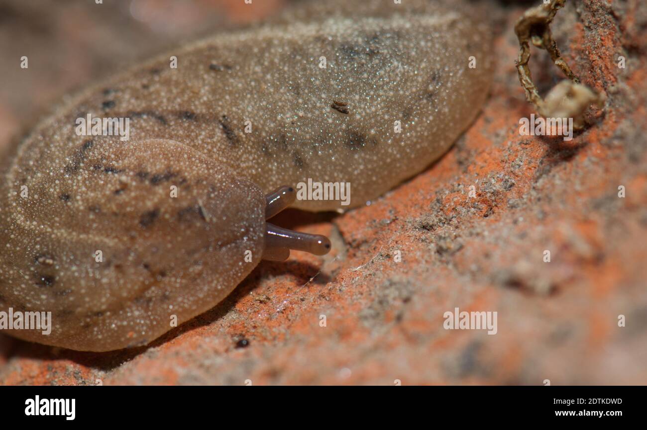 Leatherleaf slug Veronicellidae on the ground. Keoladeo Ghana National ...