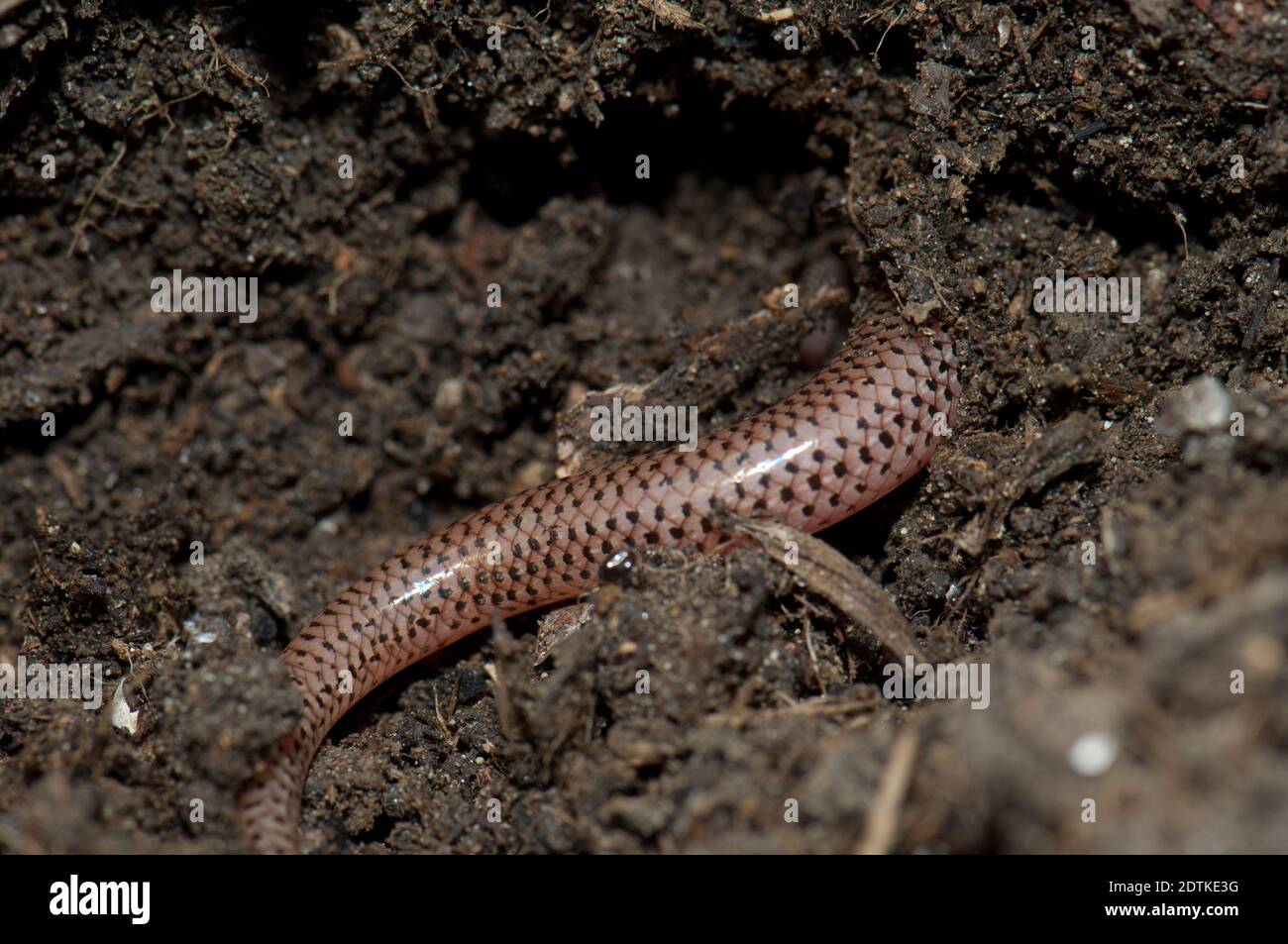 Tail of bronze grass skink Eutropis macularia. Keoladeo Ghana National ...