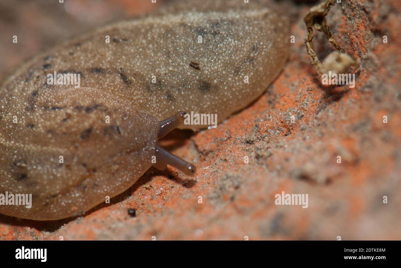 Leatherleaf slug Veronicellidae on the ground. Keoladeo Ghana National ...