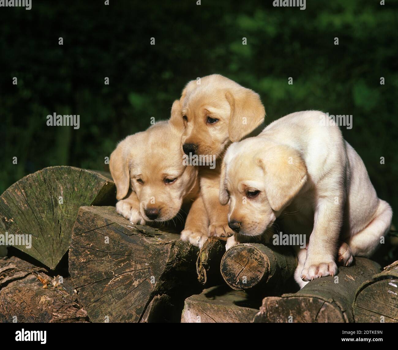 Yellow Labrador Retriever, Puppies standing on Stack of Wood Stock ...