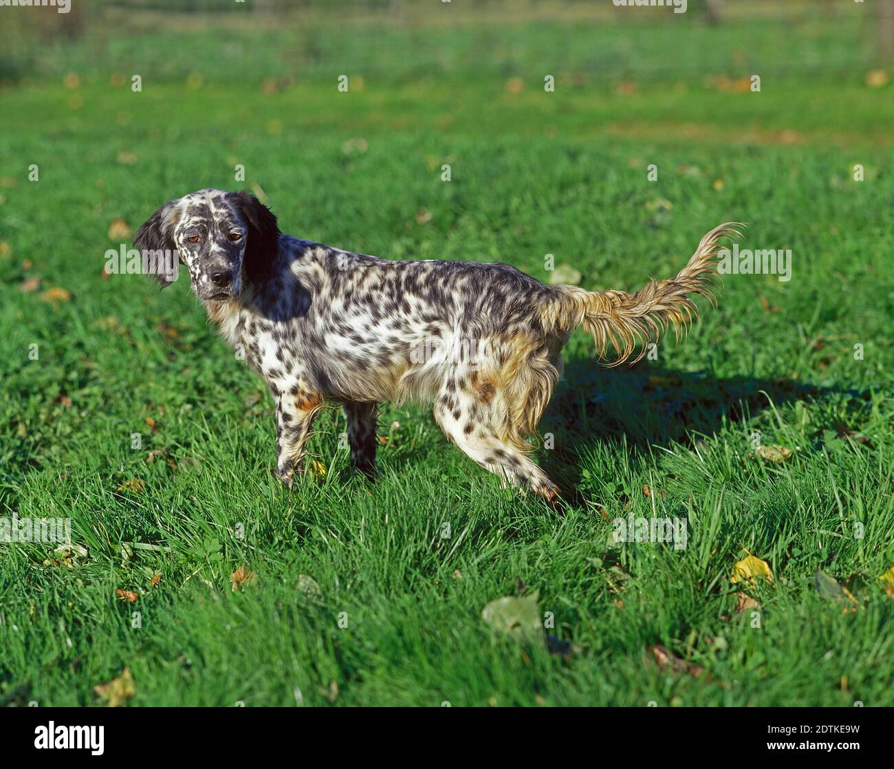 English Setter Dog standing on Grass Stock Photo - Alamy