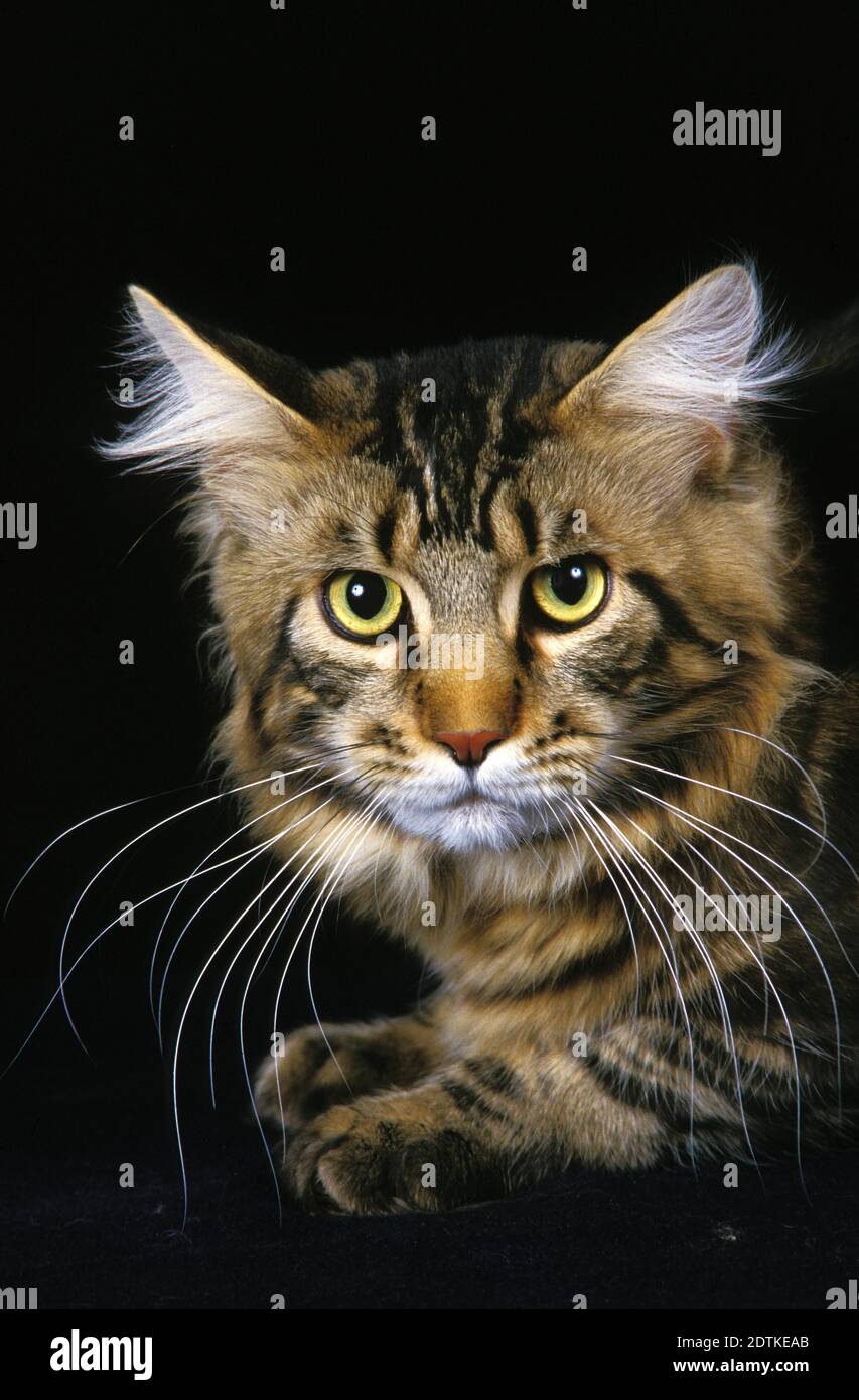 Brown Tabby Maine Coon Domestic Cat, Portrait Stock Photo - Alamy