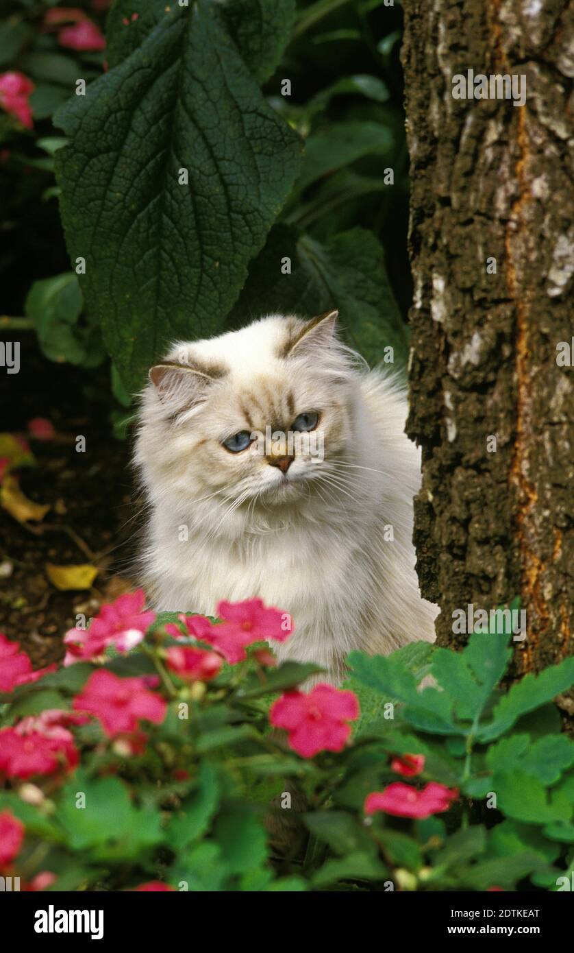 Colourpoint persian cat hi-res stock photography and images - Alamy