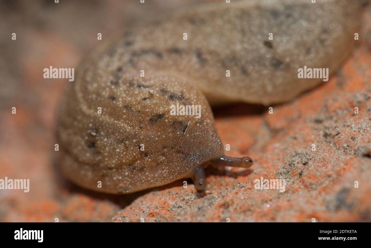 Leatherleaf slug Veronicellidae on the ground. Keoladeo Ghana National ...