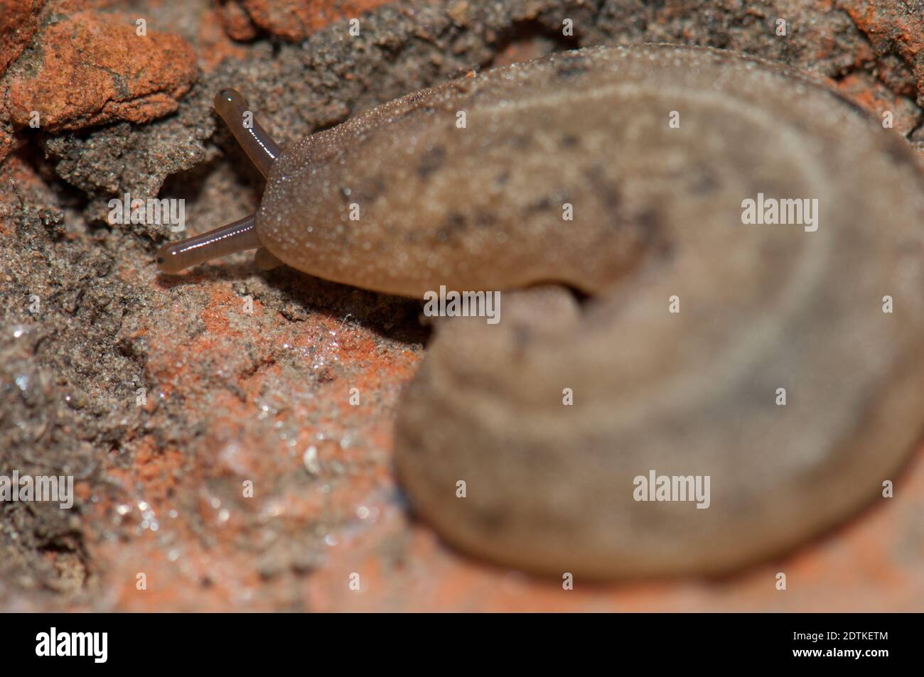 Leatherleaf slug Veronicellidae on the ground. Keoladeo Ghana National ...