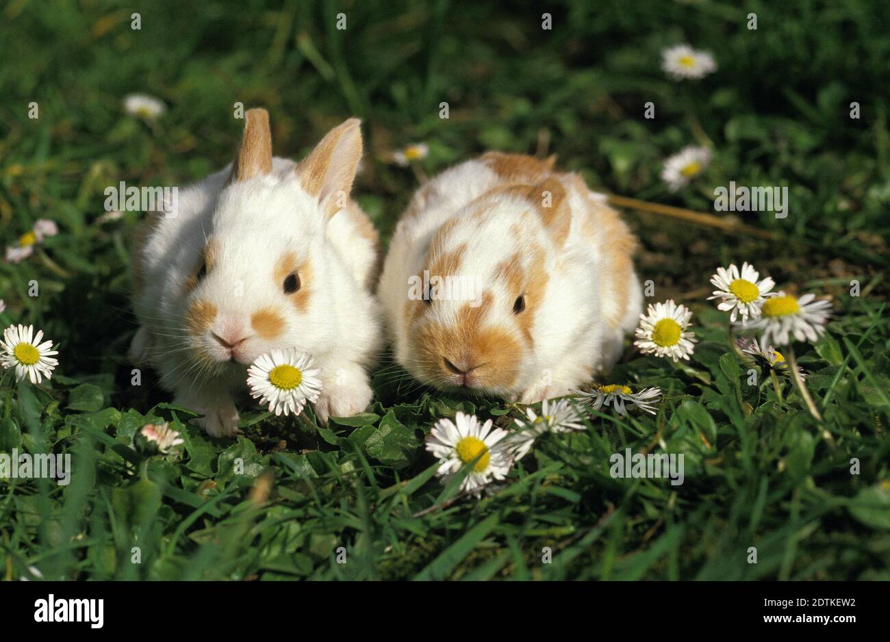 Dwarf Rabbits, Youngs with Daisies Stock Photo - Alamy