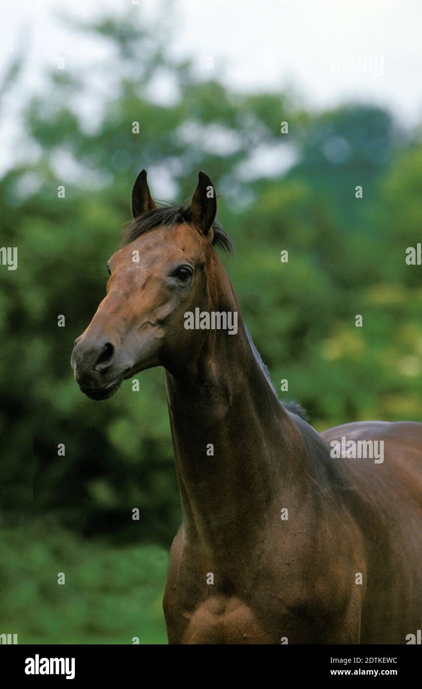 English Thoroughbred Horse Stock Photo - Alamy
