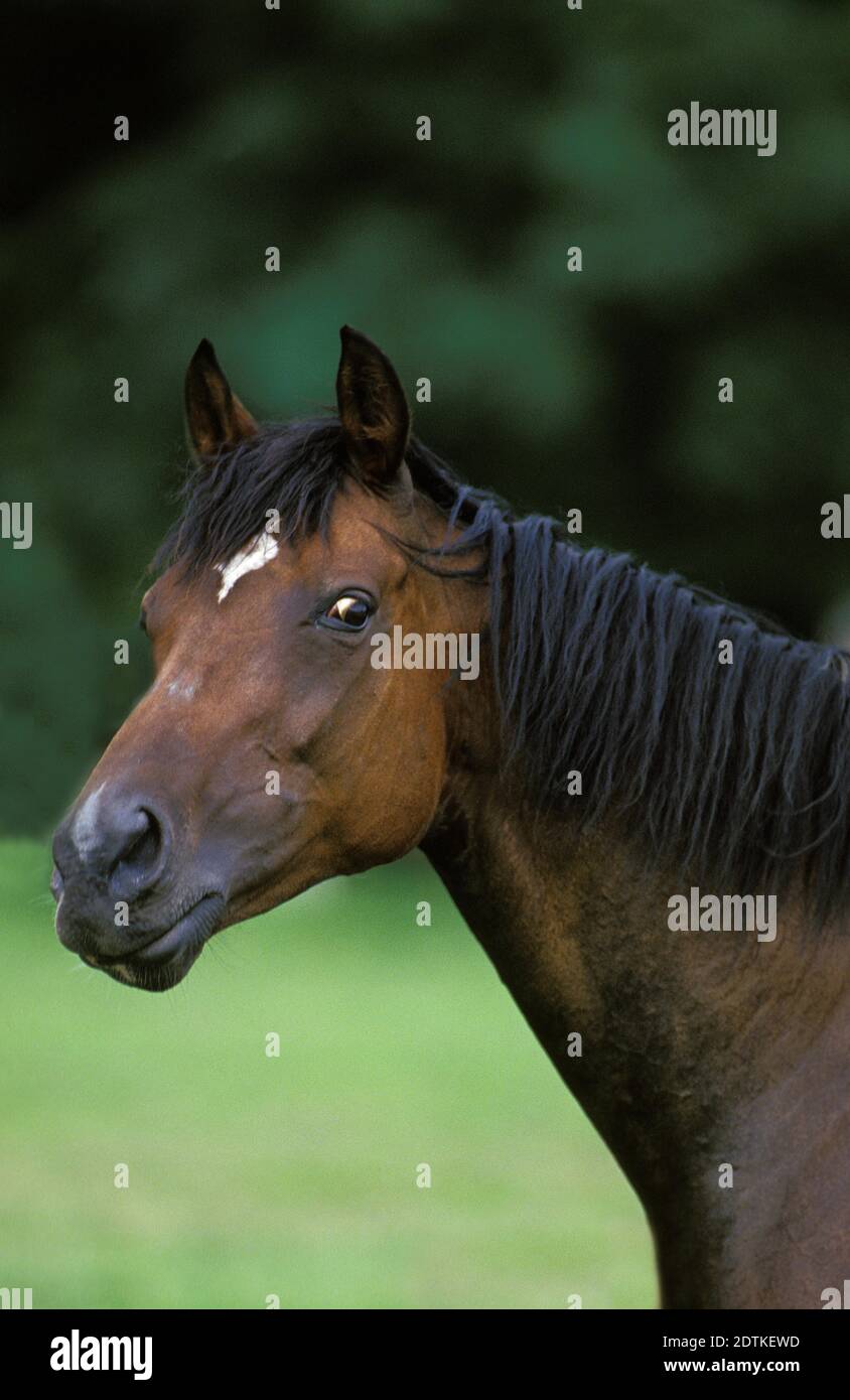 English thoroughbred horse hi-res stock photography and images - Alamy