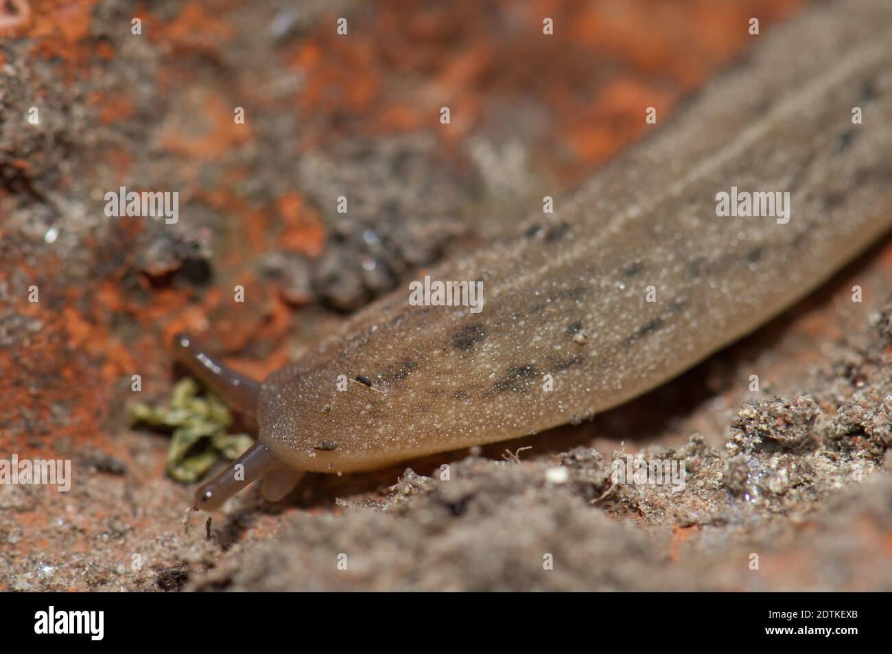 Leatherleaf slug Veronicellidae on the ground. Keoladeo Ghana National ...
