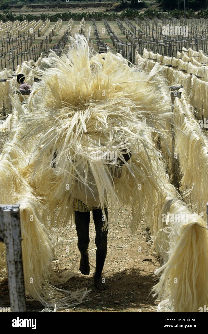 Rope Factory, Sisal Plant, agave sisalana, Man carrying Dried Fibres ...
