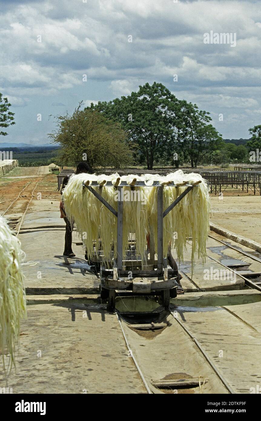 Rope Factory, Sisal Plant, agave sisalana, Fibres drying, Fort Dauphin ...