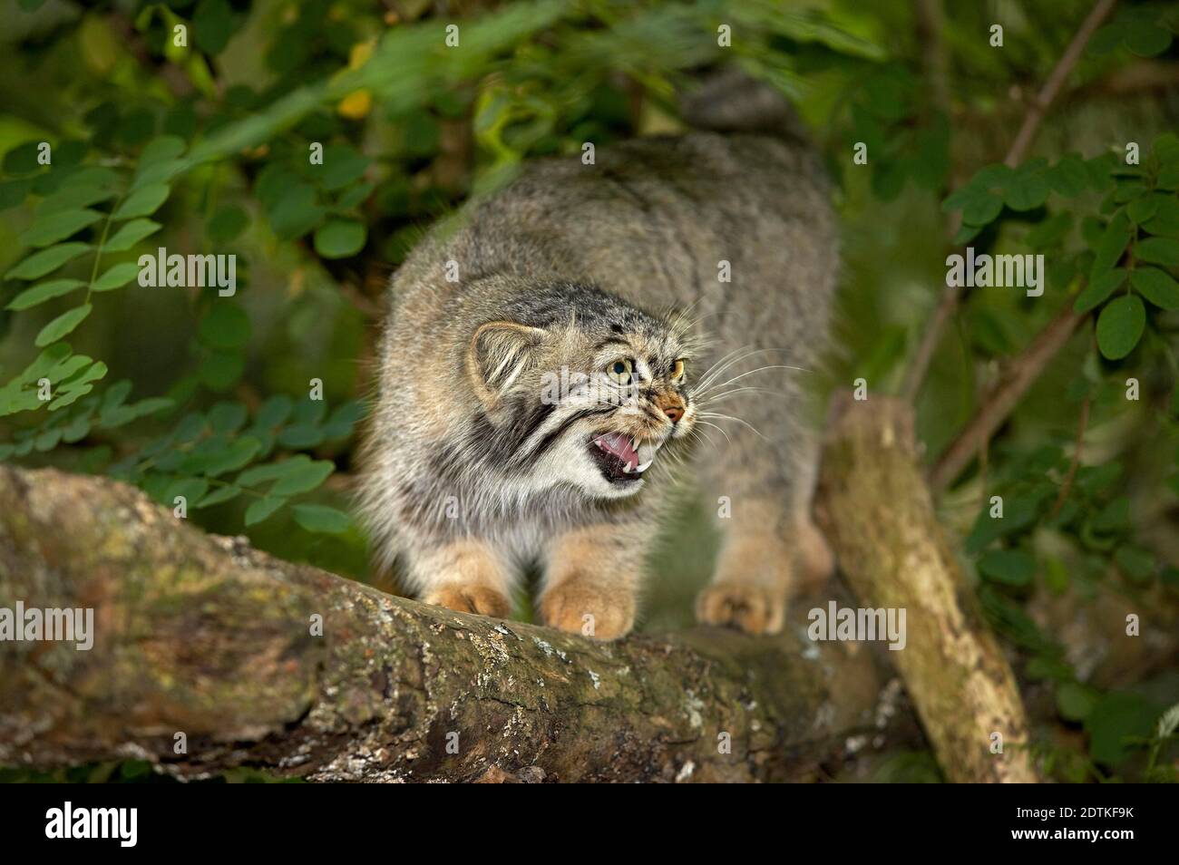 Manul or Pallas's Cat, otocolobus manul,, Adult standing on Branch ...