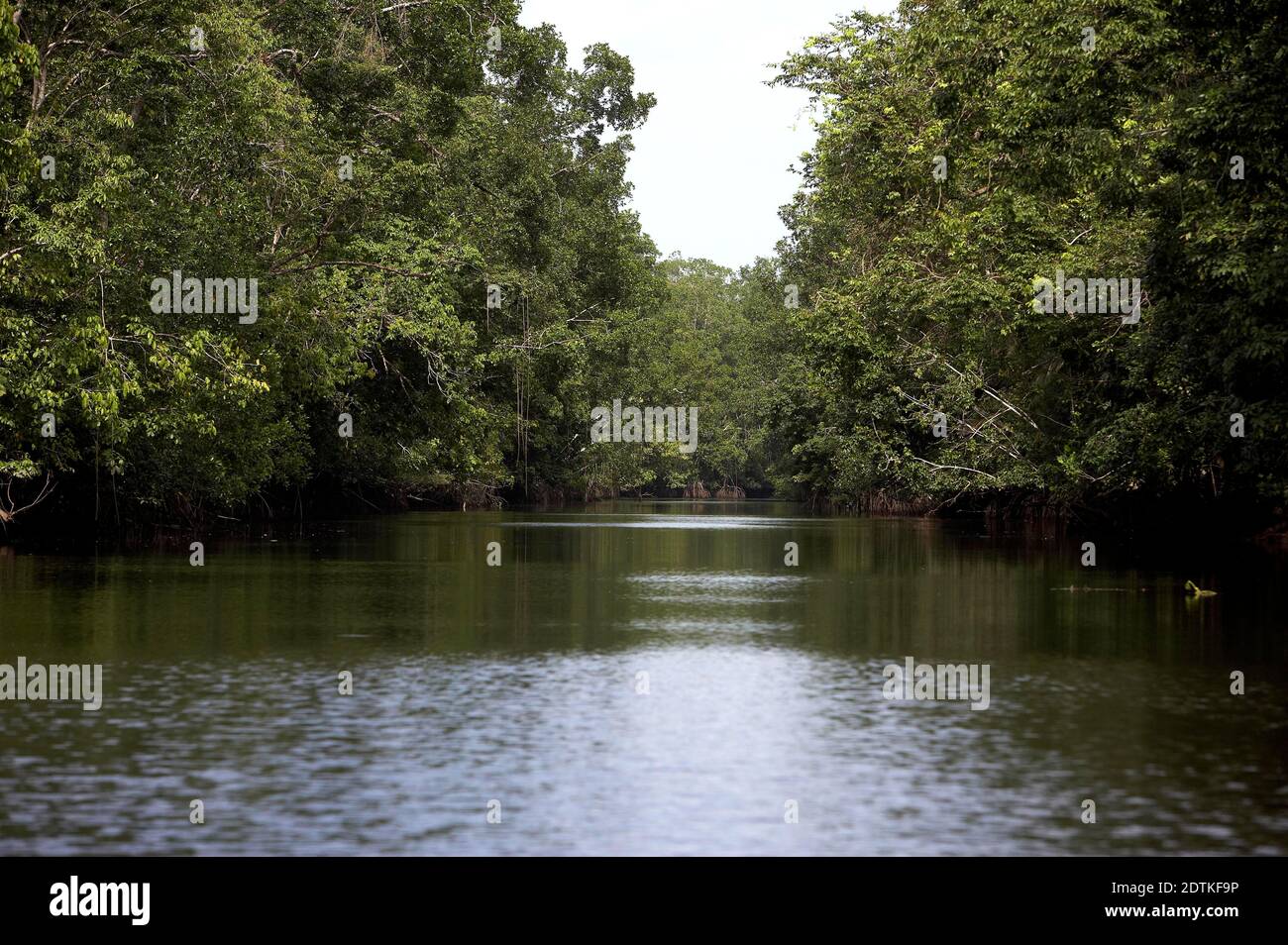 Orinoco Delta in Venezuela Stock Photo - Alamy