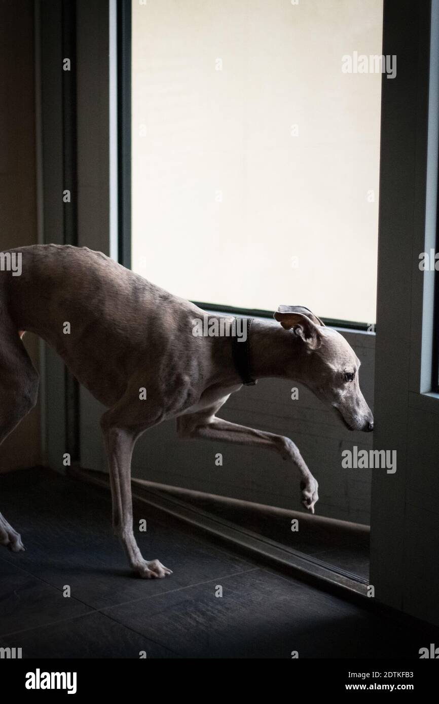 Whippet beige small tiger dog leaves the door to the street Stock Photo ...
