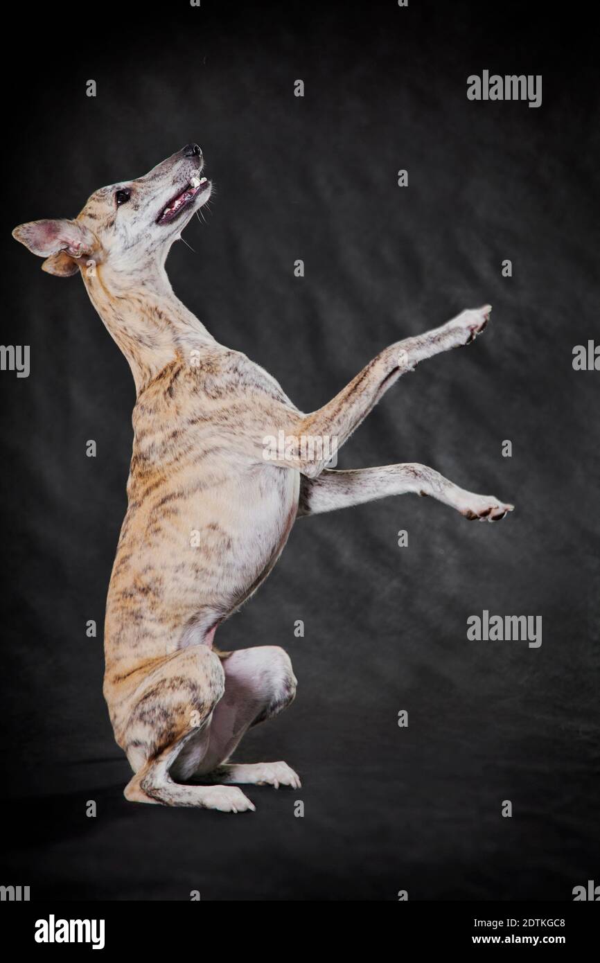 light-brindle very beautiful fawn dog of breed Whippet sits on hind ...