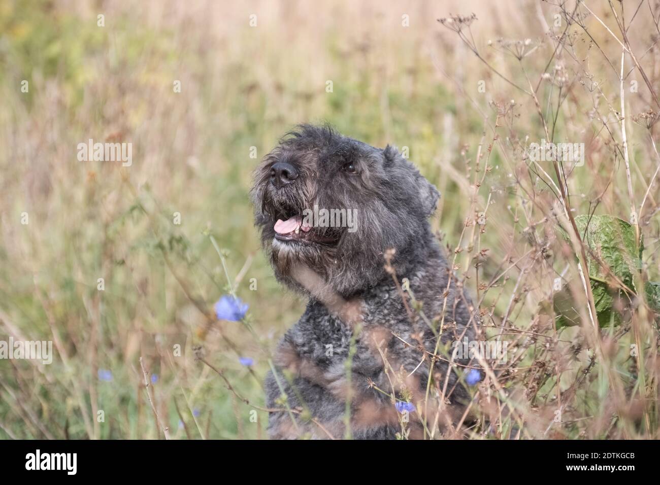 Portrait of a gray dog of the breed Flanders Bouvier in the field among ...