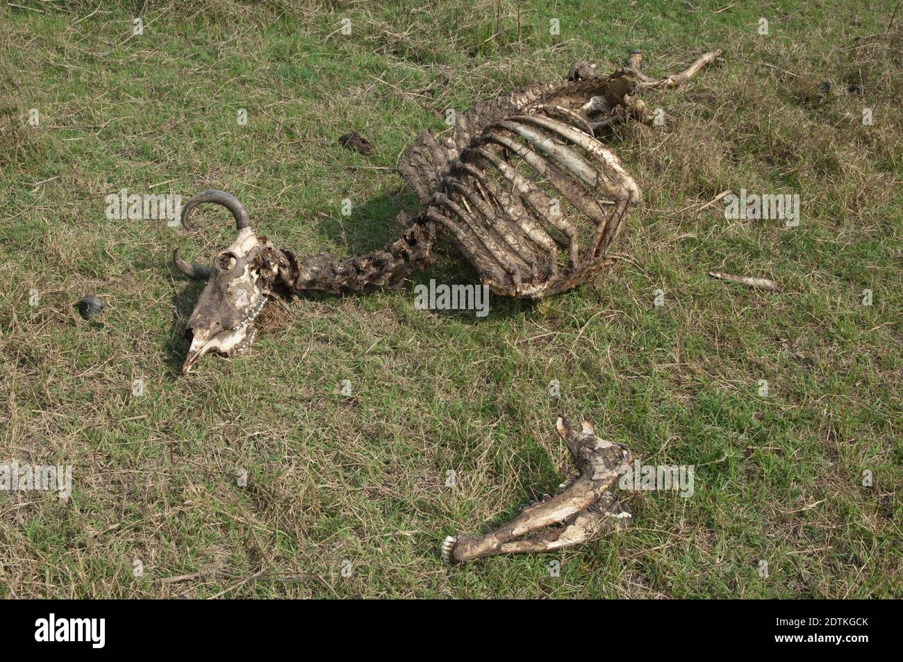 India skeletons hi-res stock photography and images - Alamy