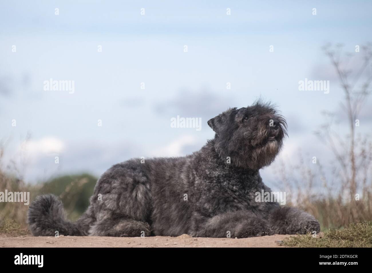 Gray-blue shaggy fluffy curly dog of the breed Flanders Bouvier breed ...