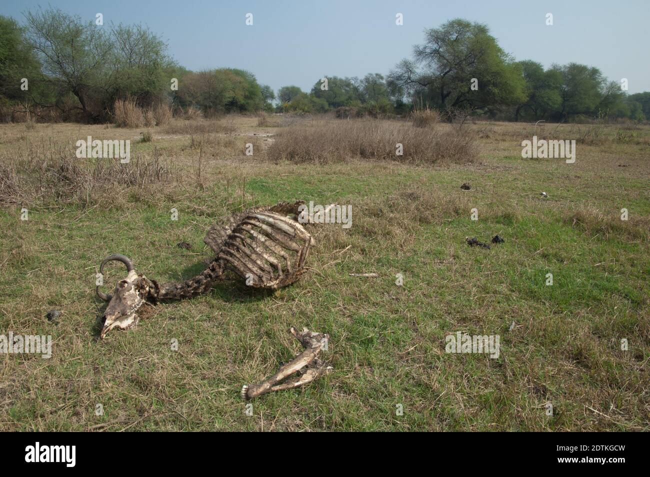 Domestic cattle skeleton hi-res stock photography and images - Alamy