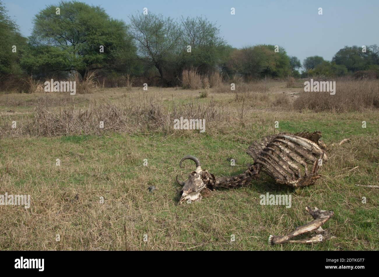 Bovine skeleton hi-res stock photography and images - Alamy