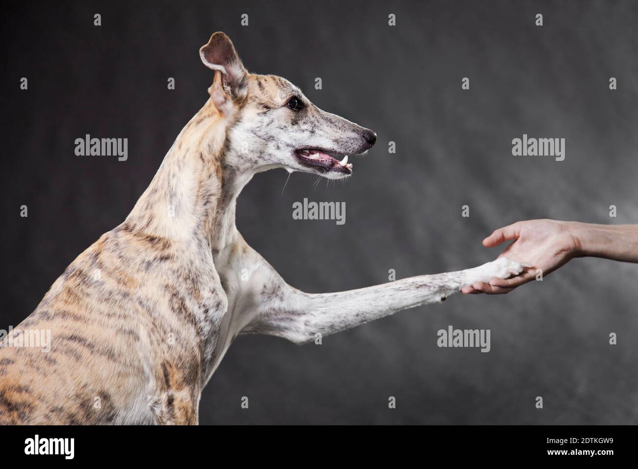 light-brindle very beautiful fawn dog of breed Whippet gives paw to man ...