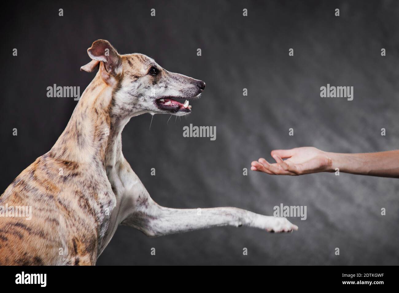 Brindle whippet hi-res stock photography and images - Alamy