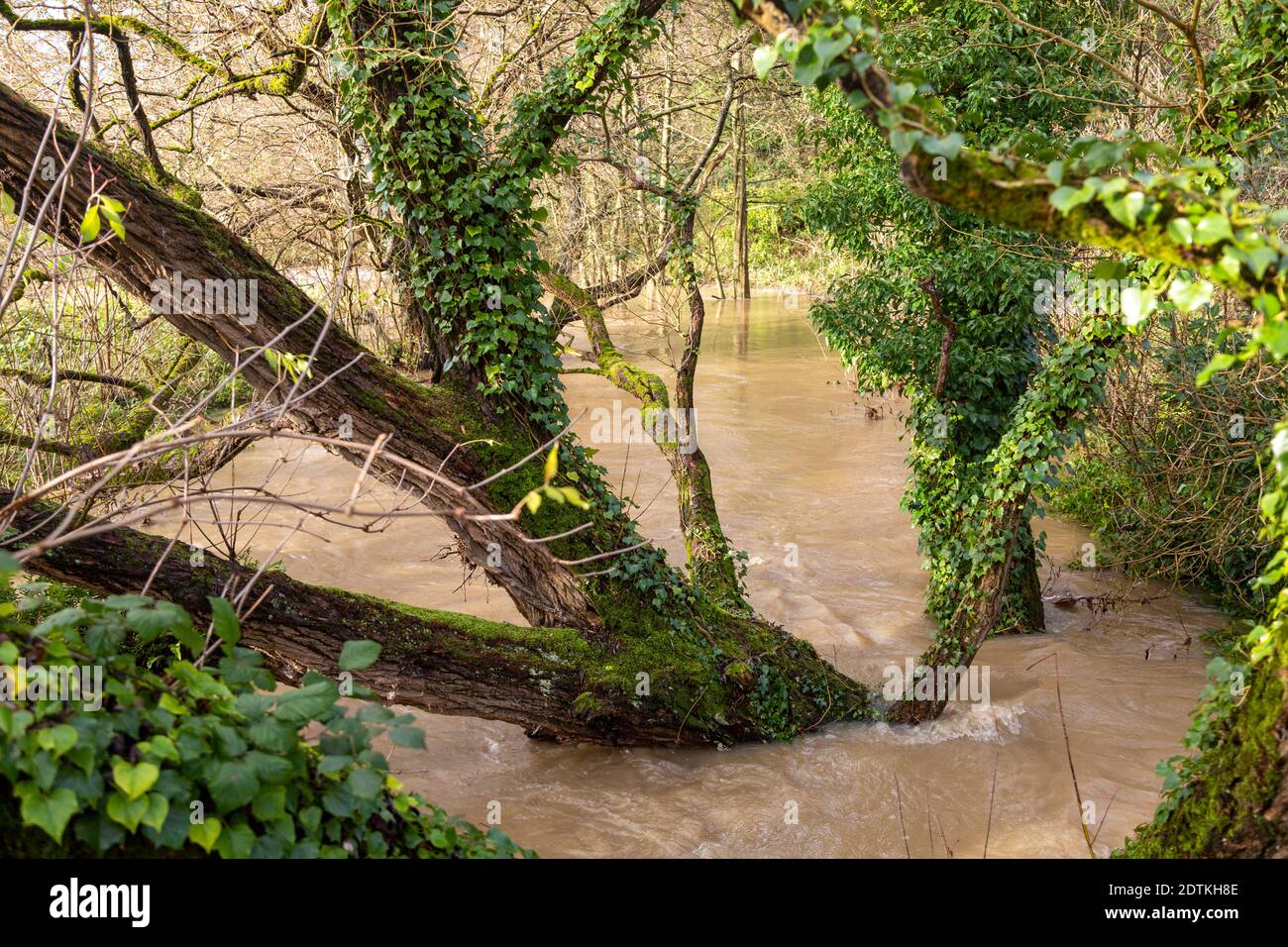 Bankfull conditions of River Marden in spate in woodland near Calne ...