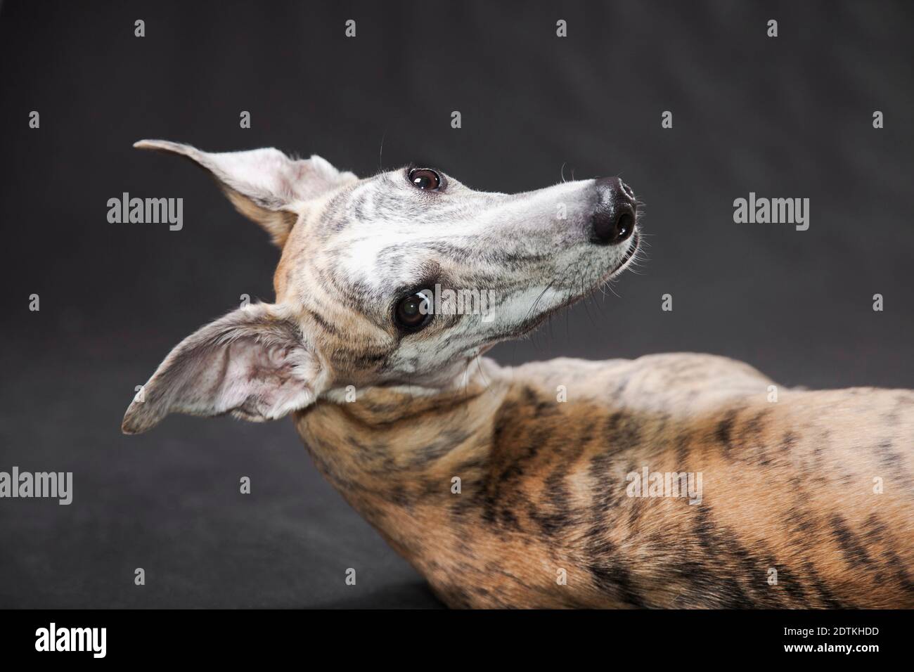 Tiger with fawn hi-res stock photography and images - Alamy