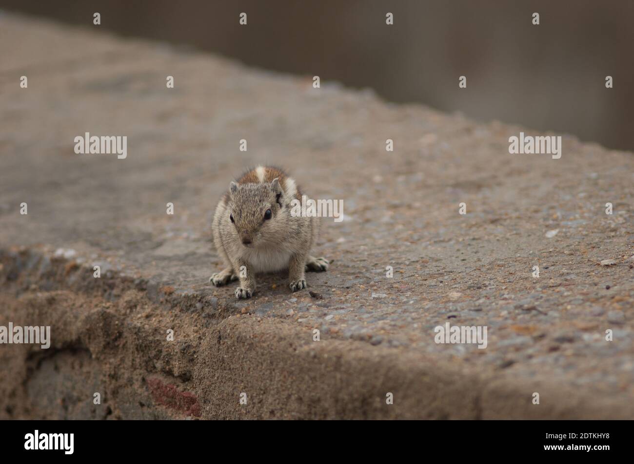 Indian palm squirrel Funambulus palmarum on a wall. Bharatpur ...