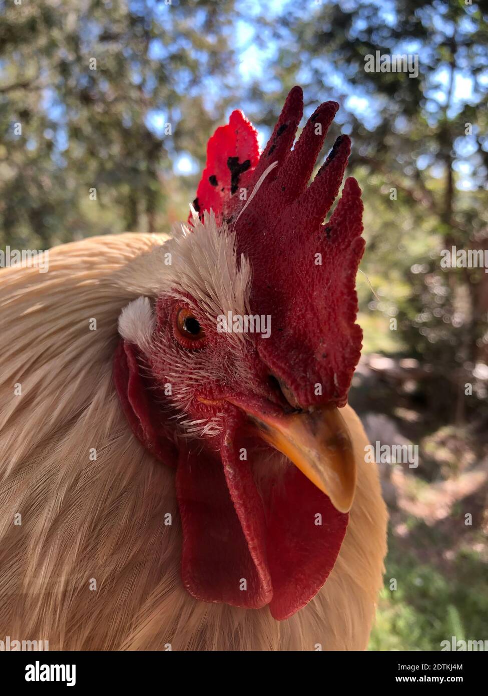 Chicken beak open hi-res stock photography and images - Alamy