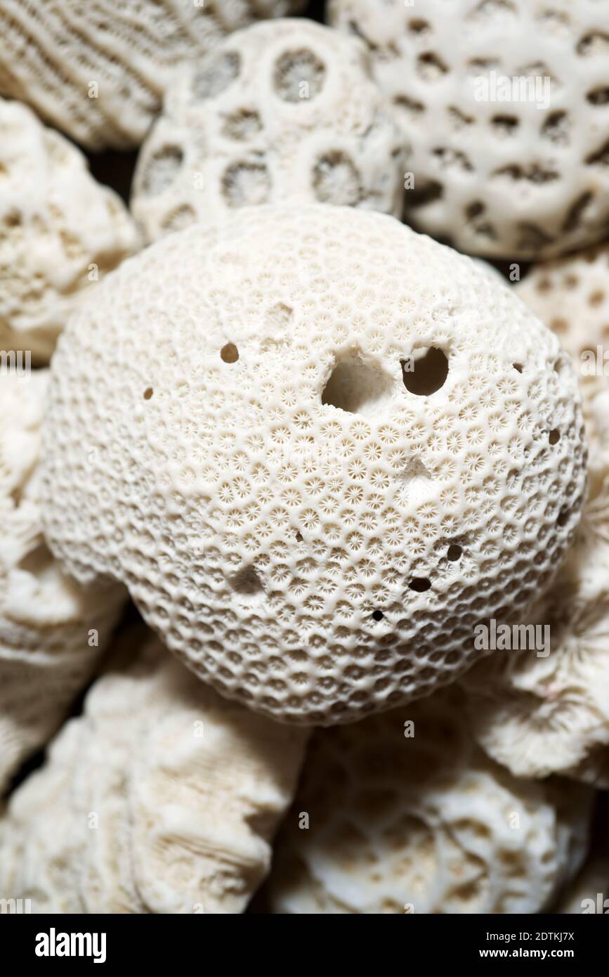 Collection of coral stones on a table Stock Photo - Alamy