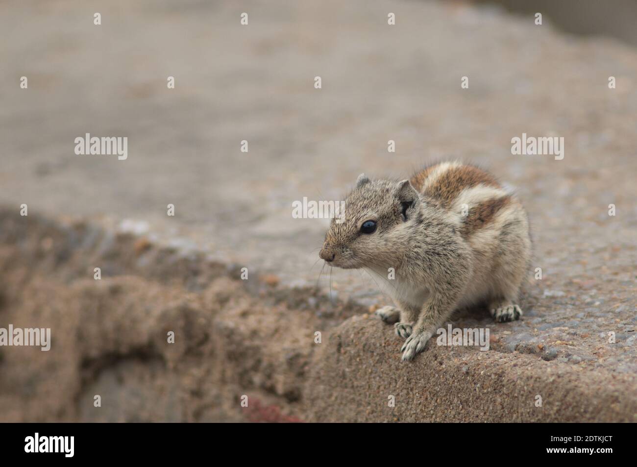 Indian palm squirrel Funambulus palmarum on a wall. Bharatpur ...