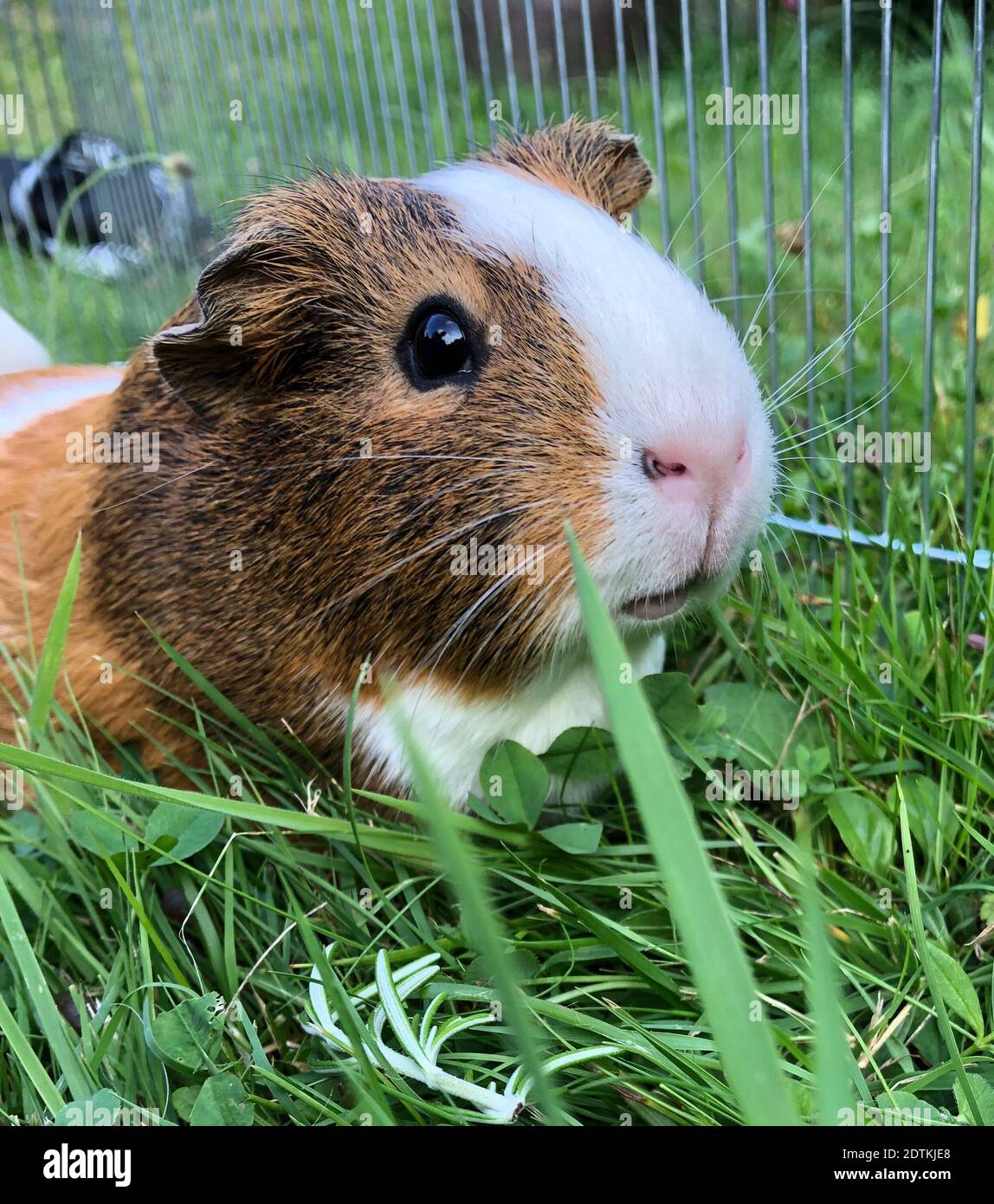 Guinea sheep hi-res stock photography and images - Alamy