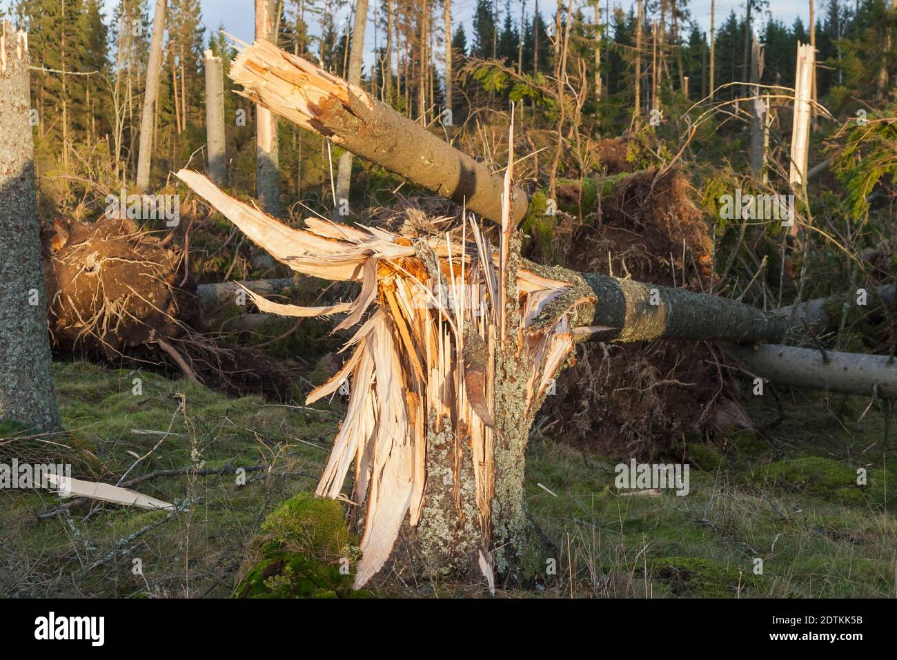 Windbreak forest hi-res stock photography and images - Alamy